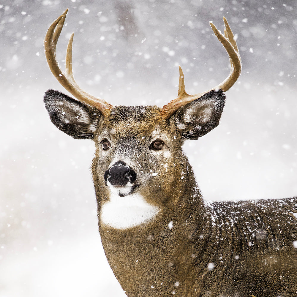 Cerf de Viriginie - Hiver – Jean-Simon Bégin - Photographe Animalier et Artiste Peintre