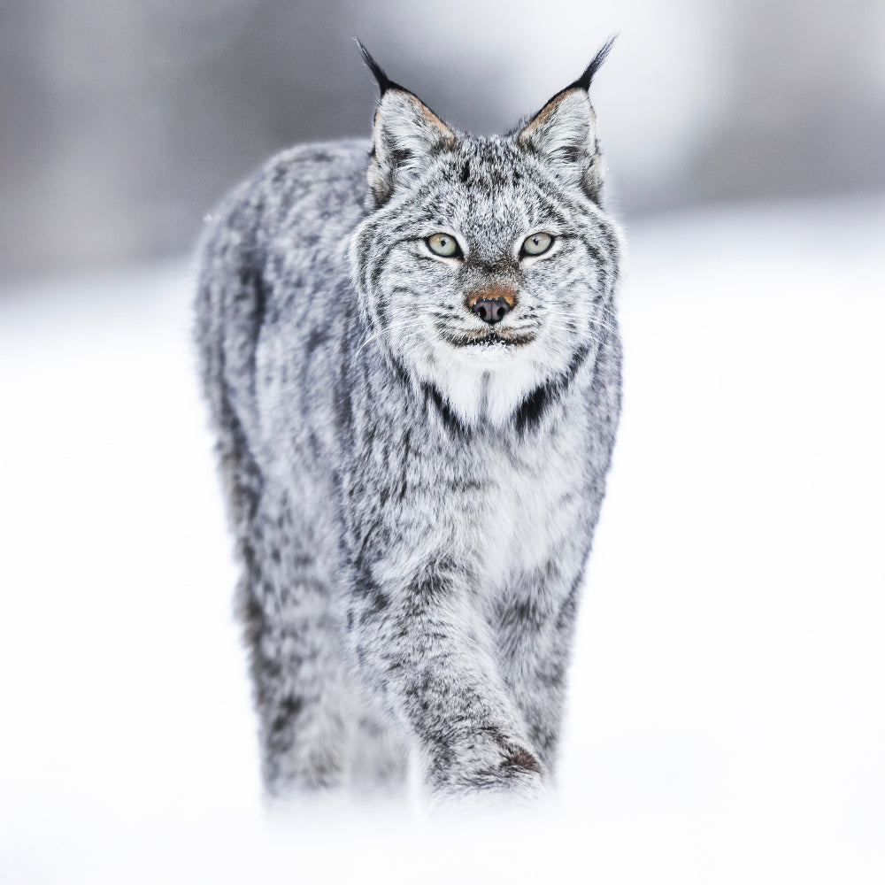 Lynx d'Amérique – Jean-Simon Bégin - Photographe Animalier et Artiste Peintre