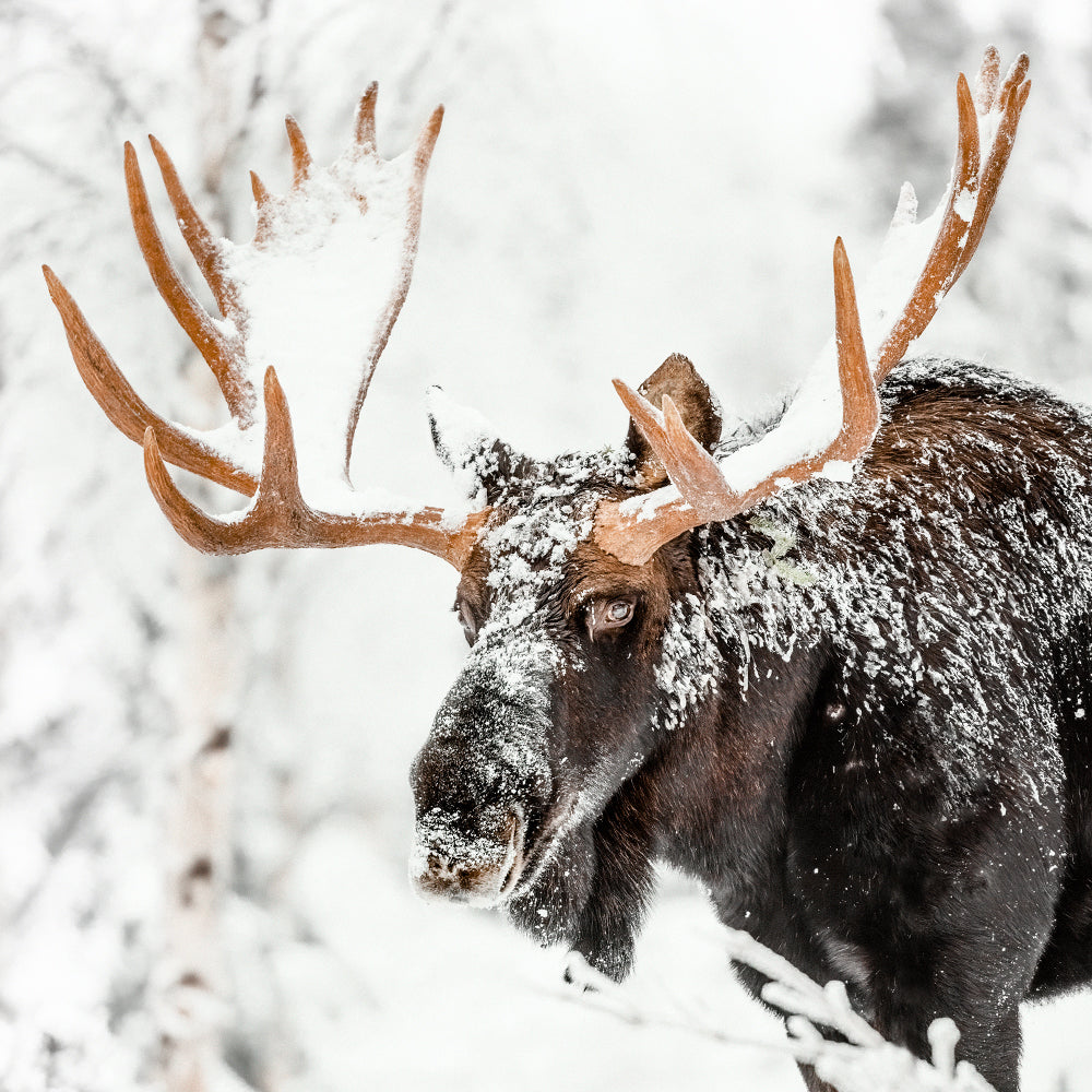 Orignal - Hiver – Jean-Simon Bégin - Photographe Animalier et Artiste Peintre