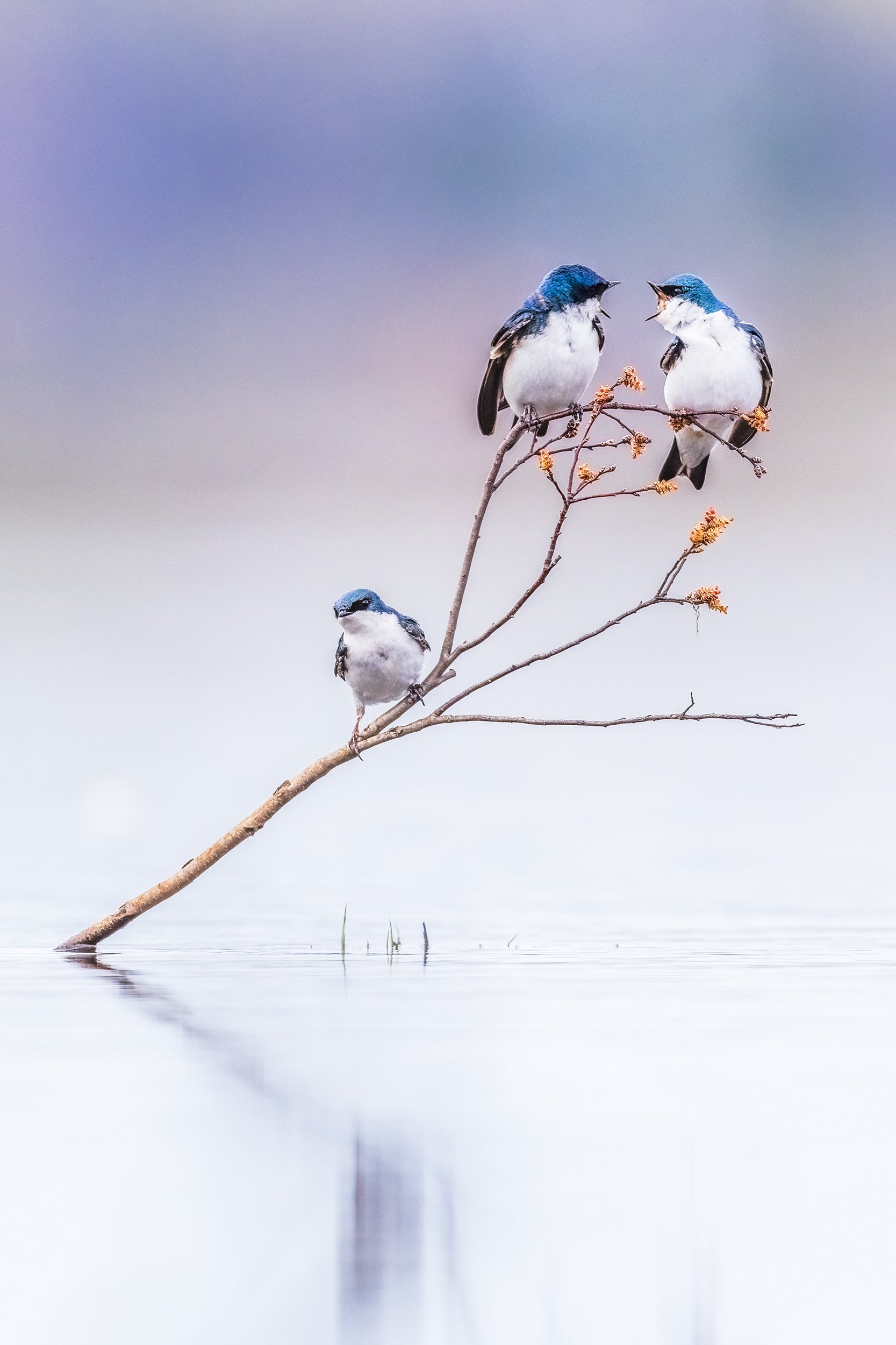 Hirondelle bicolore 020 – Jean-Simon Bégin - Photographe Animalier et Artiste Peintre