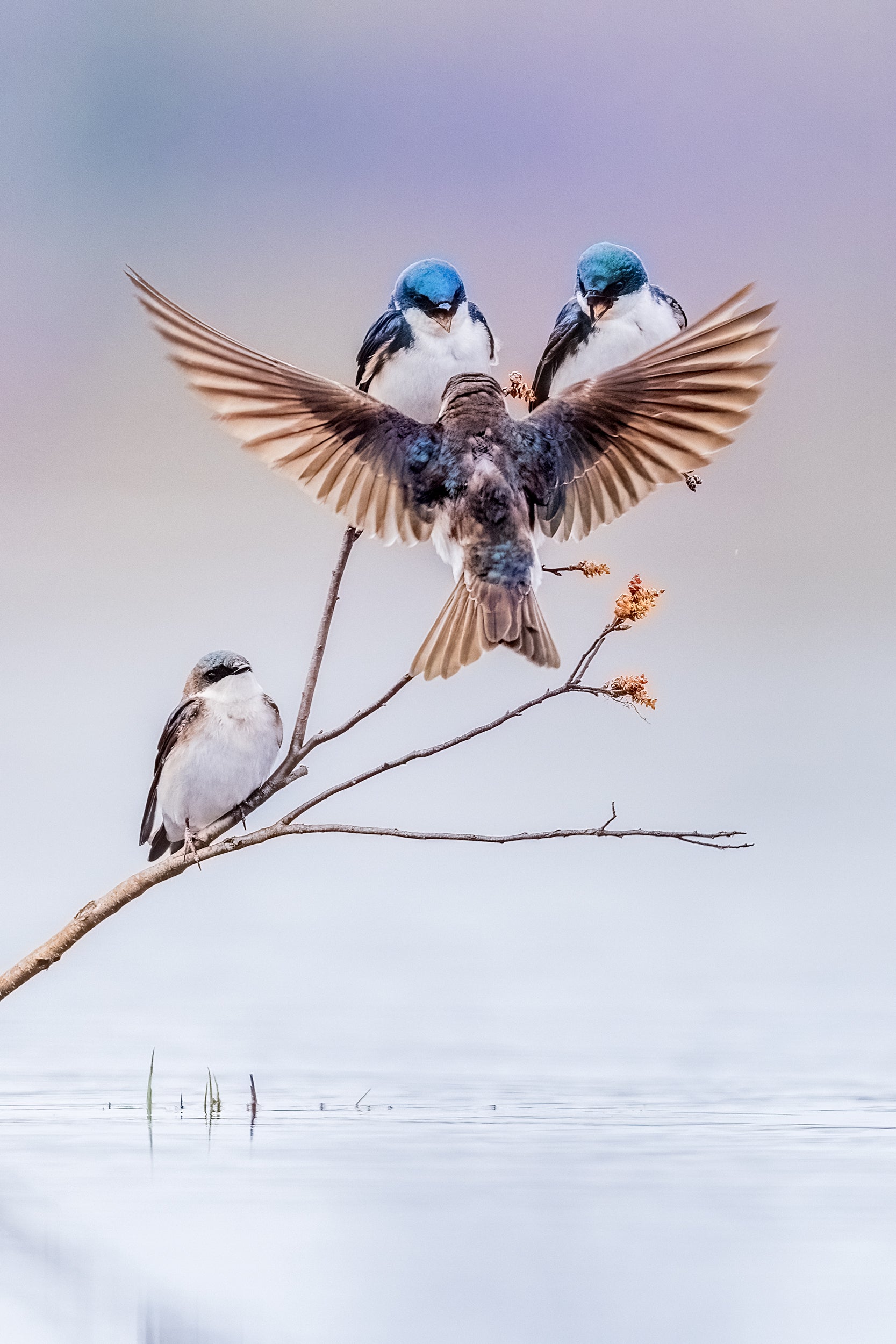 Hirondelle bicolore 021 – Jean-Simon Bégin - Photographe Animalier et Artiste Peintre