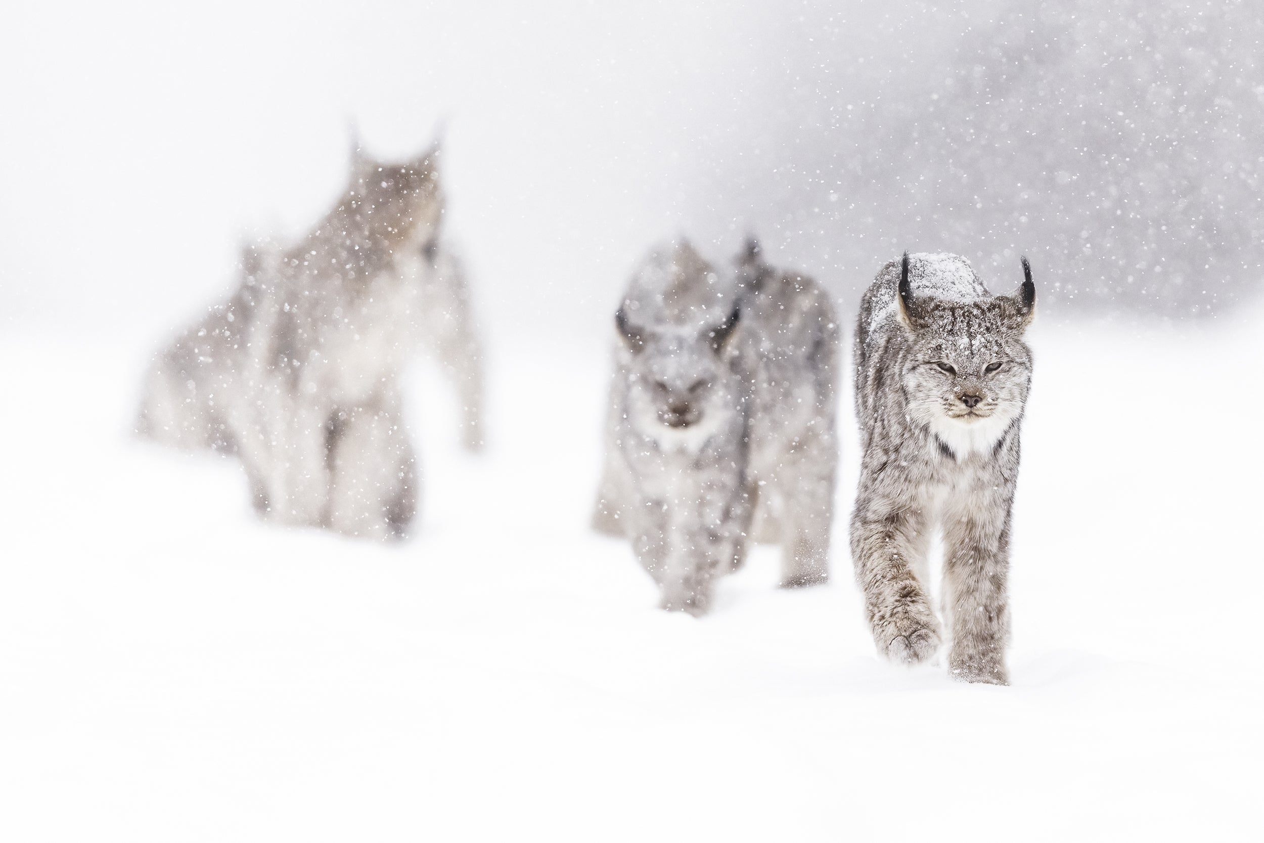 Lynx 016 – Jean-Simon Bégin - Photographe Animalier et Artiste Peintre
