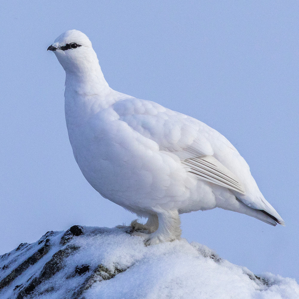 Lagopède des roches – Jean-Simon Bégin - Photographe Animalier et ...