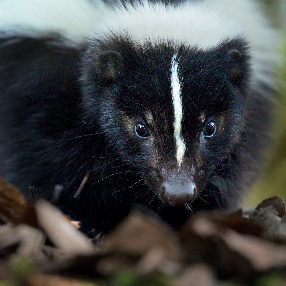 Moufette rayée – Jean-Simon Bégin - Photographe Animalier et Artiste ...