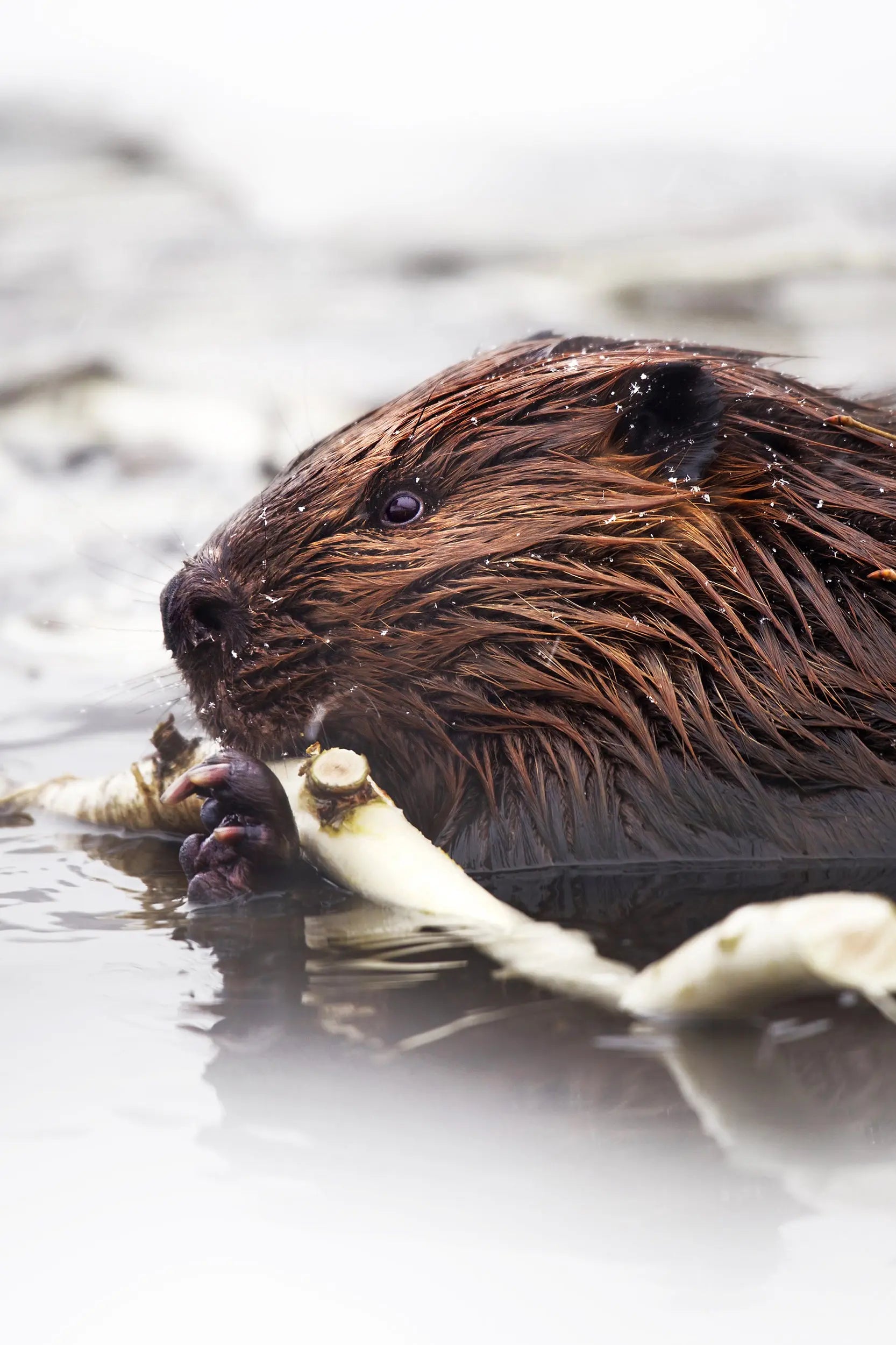 Castor d'Amérique 001 – Jean-Simon Bégin - Photographe Animalier et ...