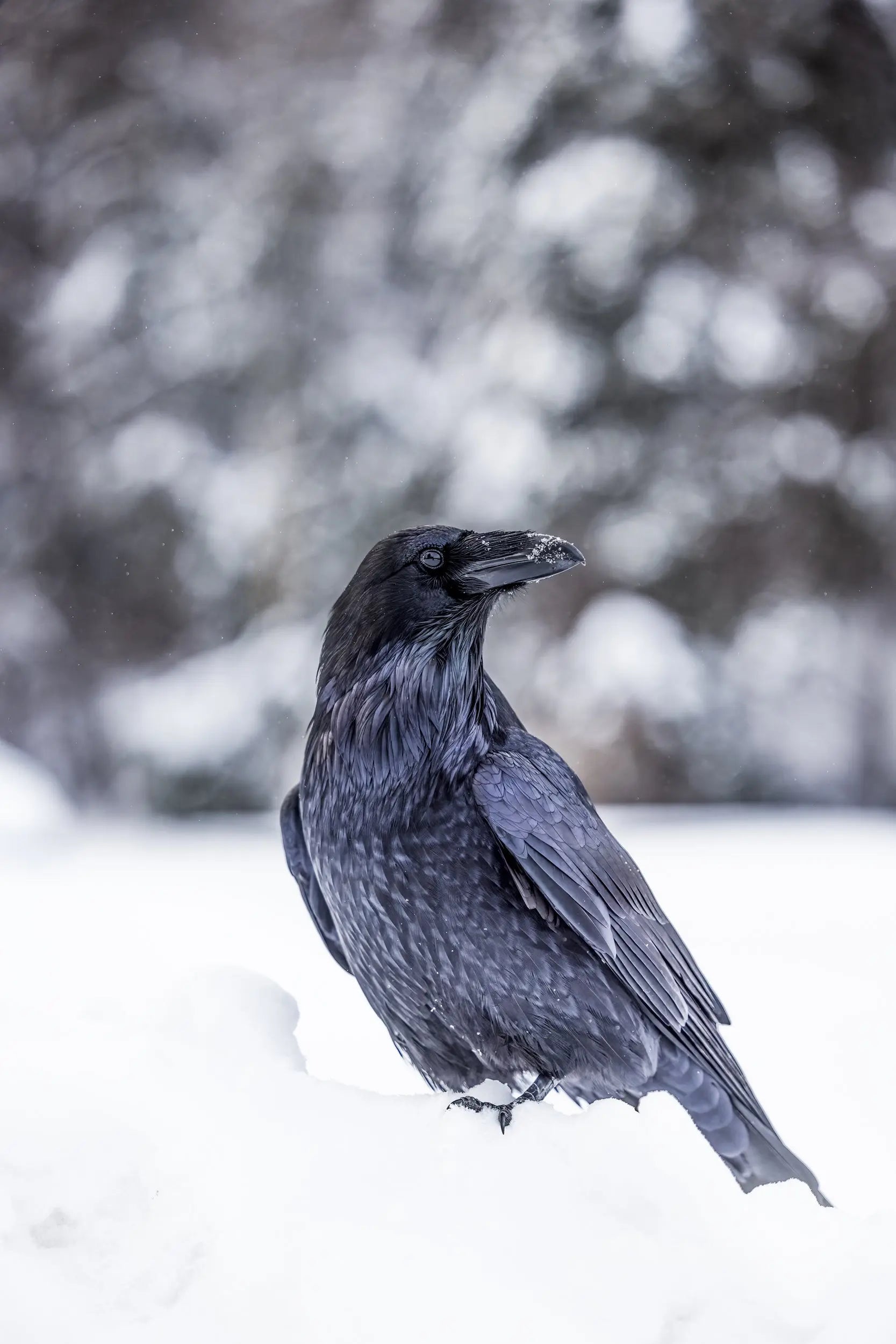 Grand corbeau 020 – Jean-Simon Bégin - Photographe Animalier et Artiste ...