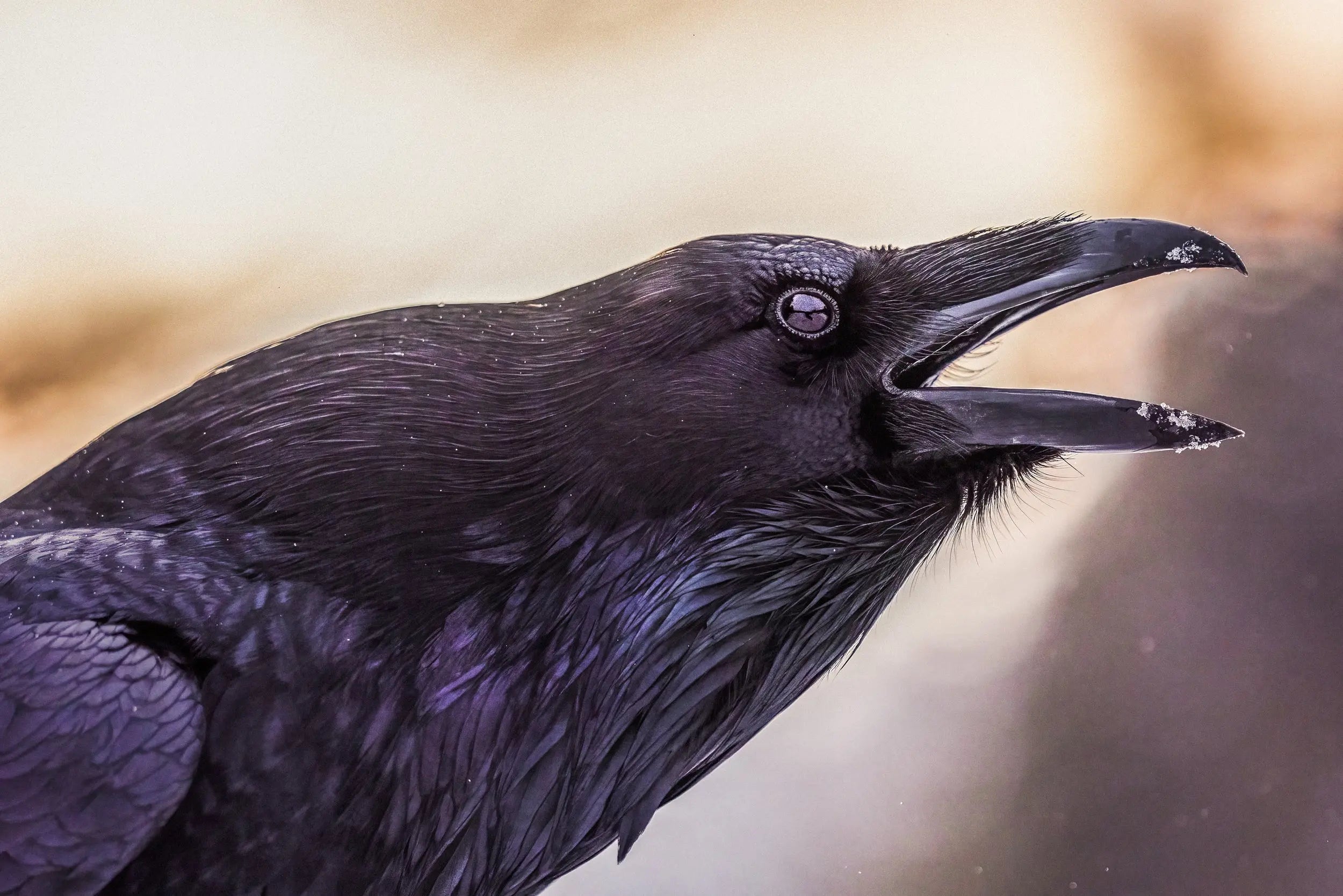 Grand corbeau 021 – Jean-Simon Bégin - Photographe Animalier et Artiste ...