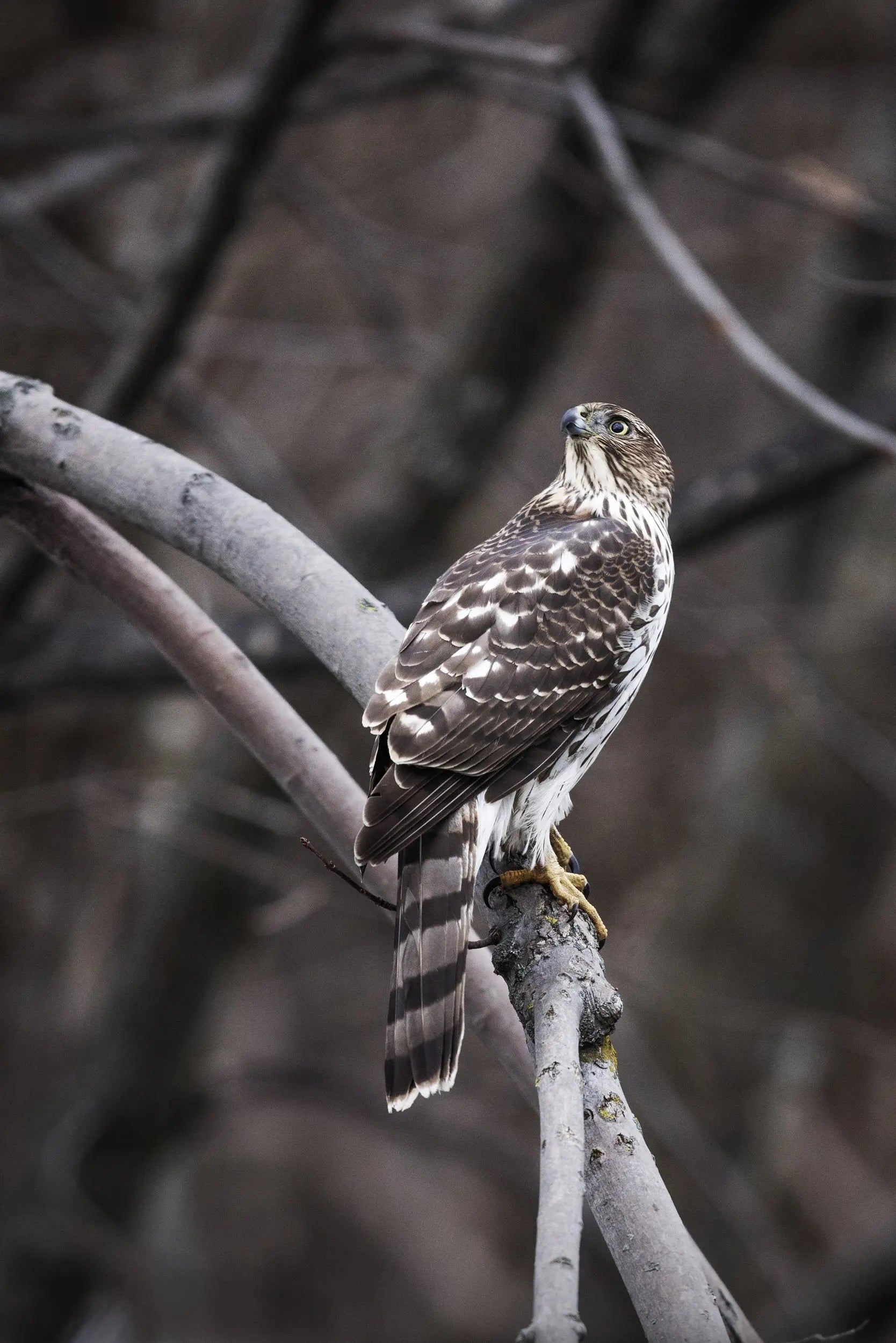 Cooper's Hawk 002 – Jean-Simon Bégin - Photographe Animalier et Artiste ...