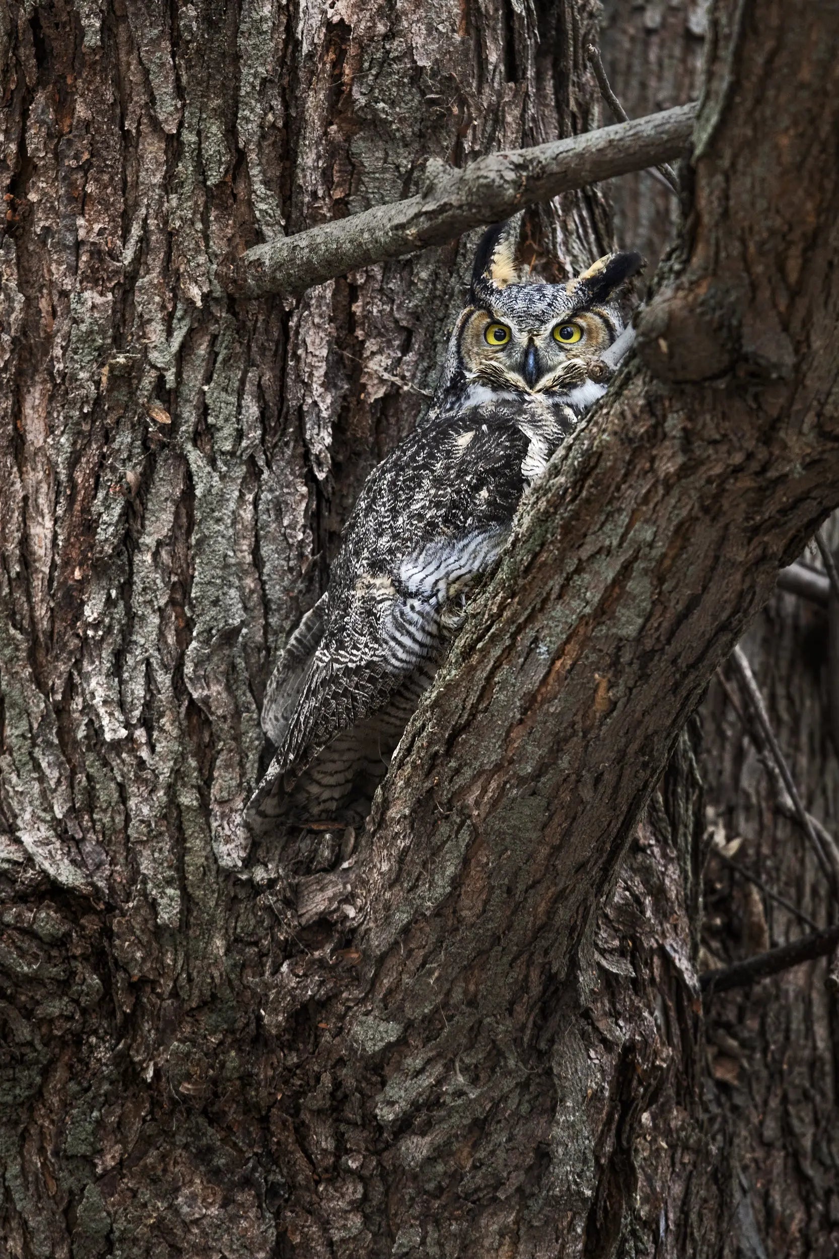 Grand-duc d'Amérique 001 – Jean-Simon Bégin - Photographe Animalier et ...