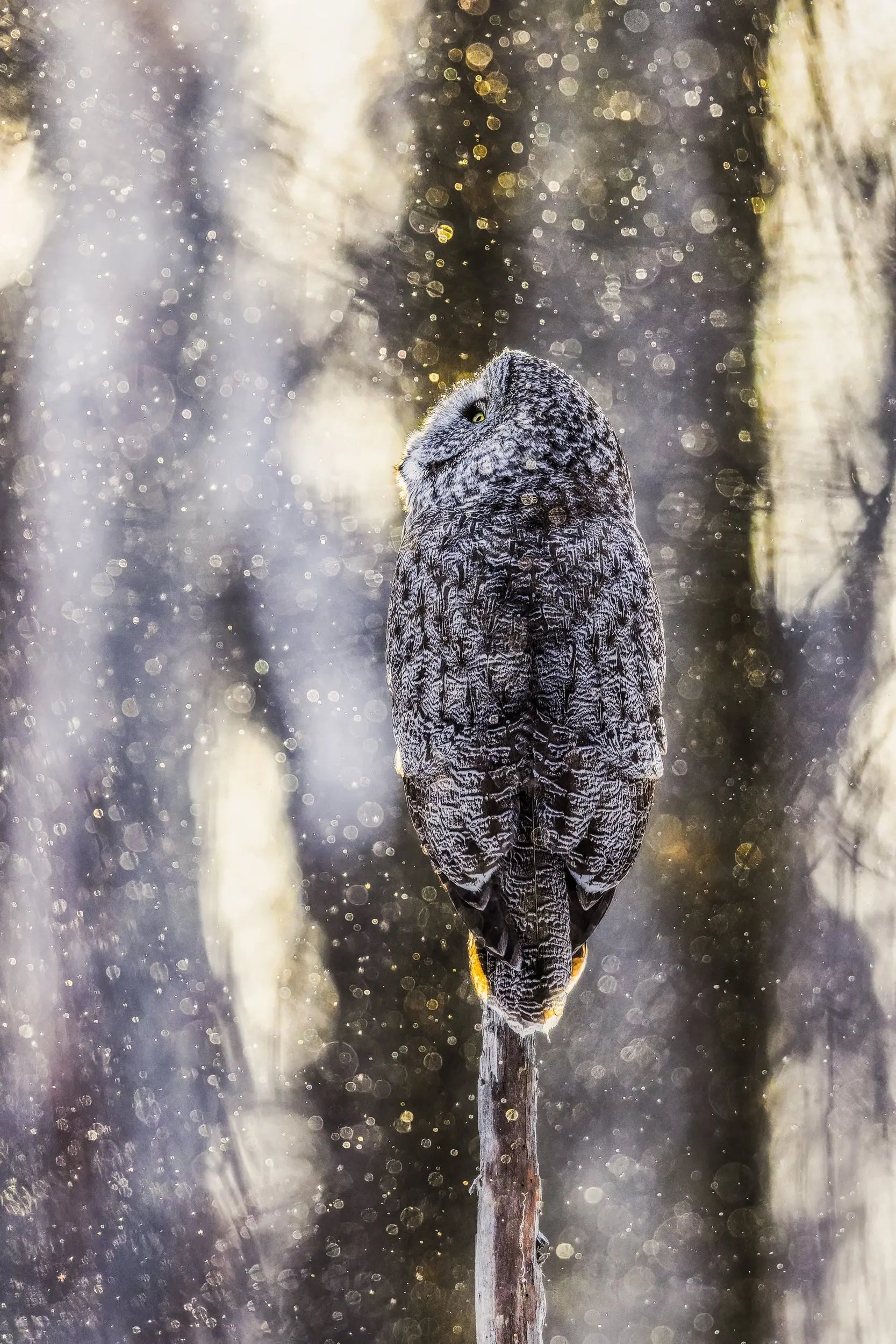 Great Grey Owl - Winter 056 – Jean-Simon Bégin - Photographe Animalier ...