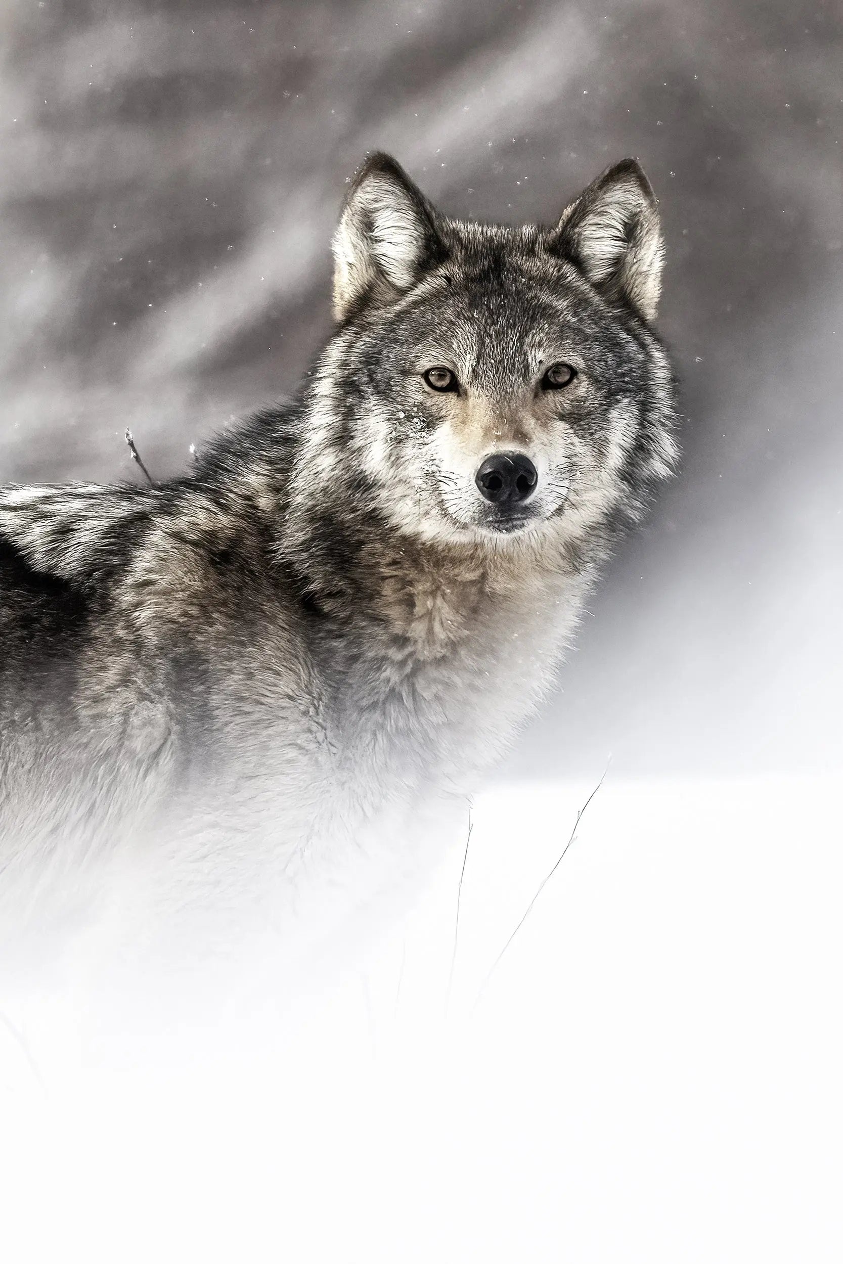 Loup gris - Hiver 016 – Jean-Simon Bégin - Photographe Animalier et ...