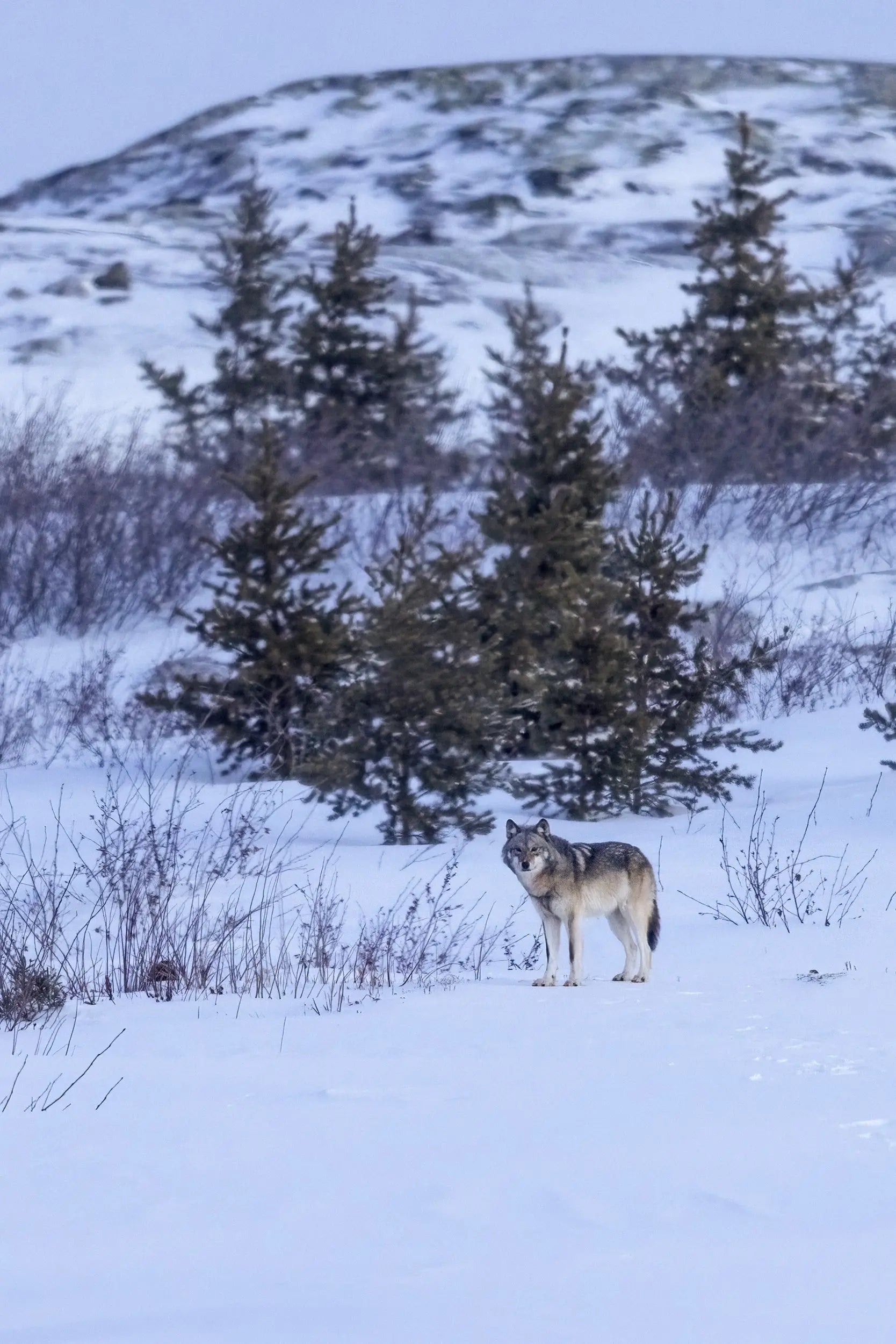 Gray Wolf - Winter 020 – Jean-Simon Bégin - Photographe Animalier et ...
