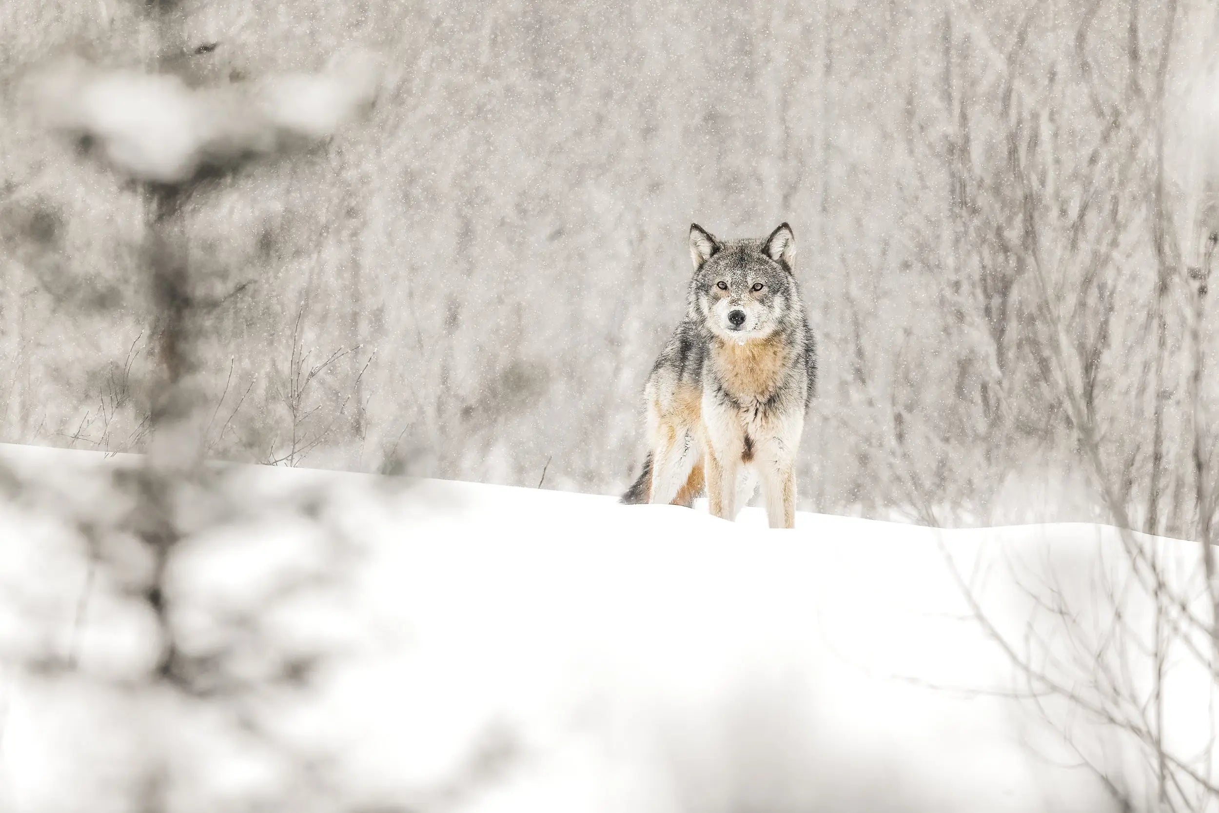 Gray Wolf - Winter 007 – Jean-Simon Bégin - Photographe Animalier et ...