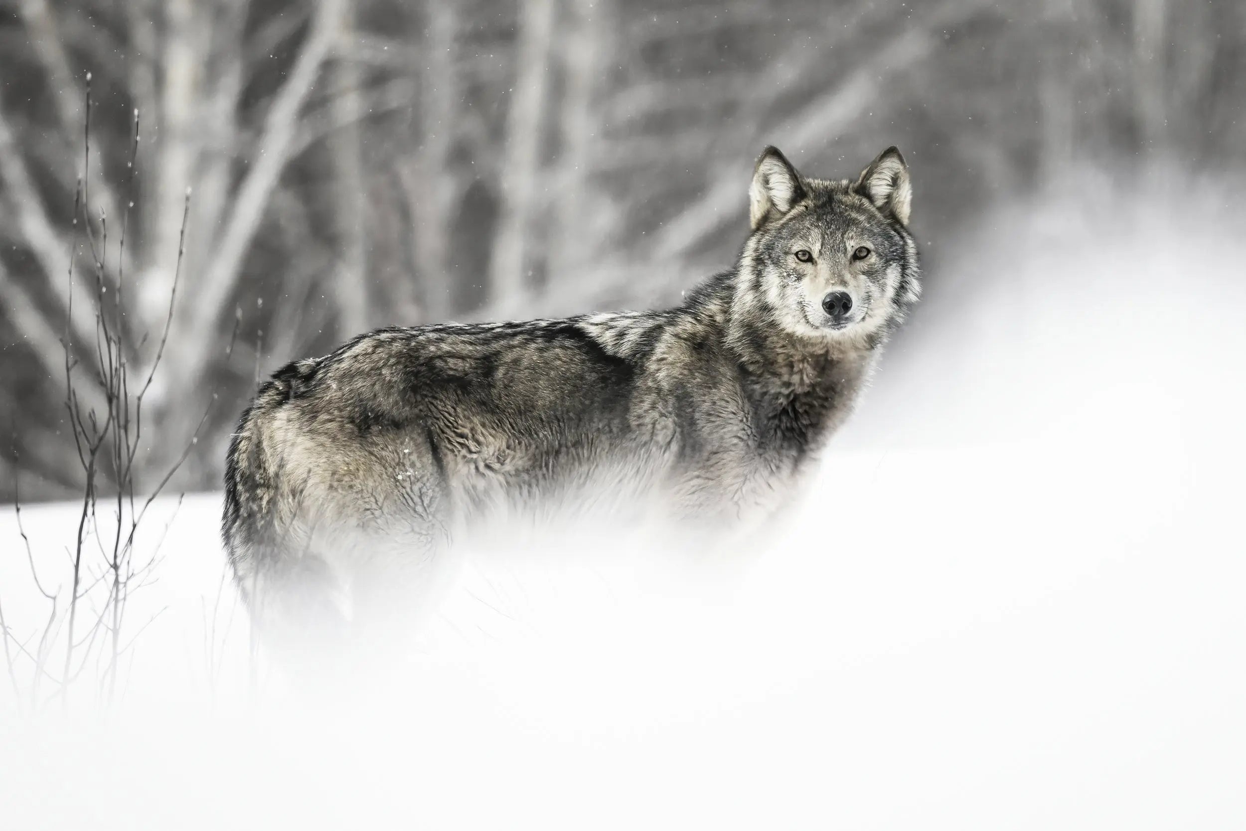 Loup gris - Hiver 009 – Jean-Simon Bégin - Photographe Animalier et ...