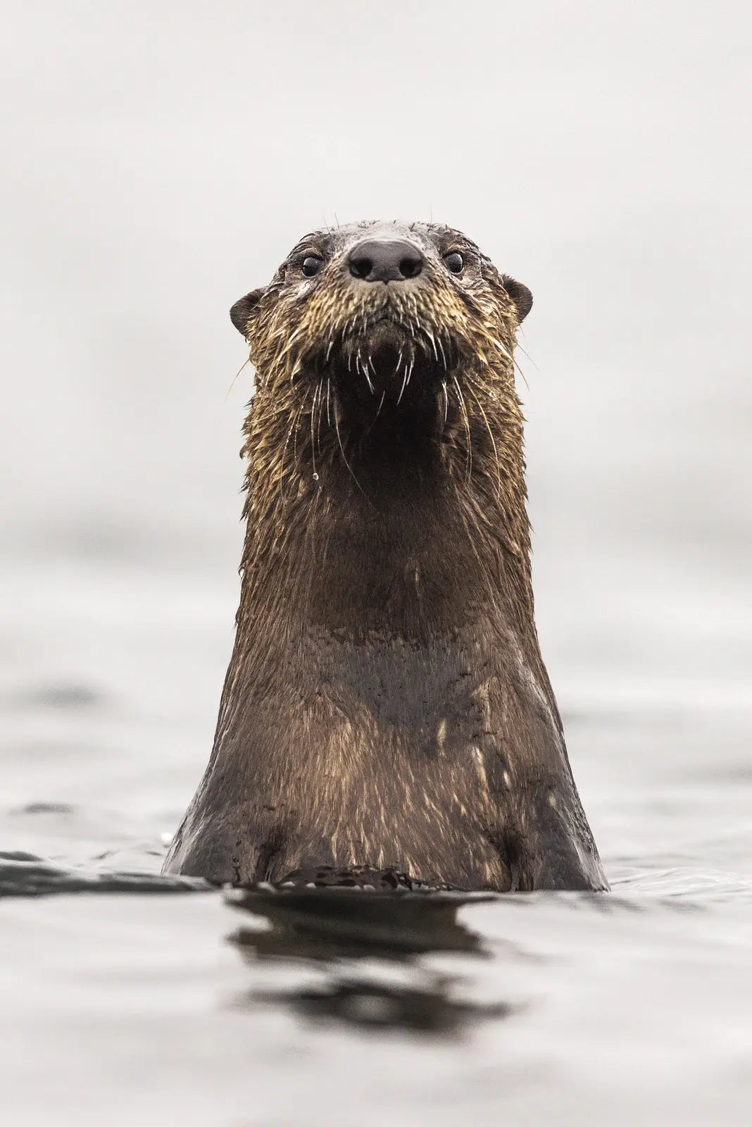 River Otter 030 – Jean-Simon Bégin - Photographe Animalier et Artiste ...