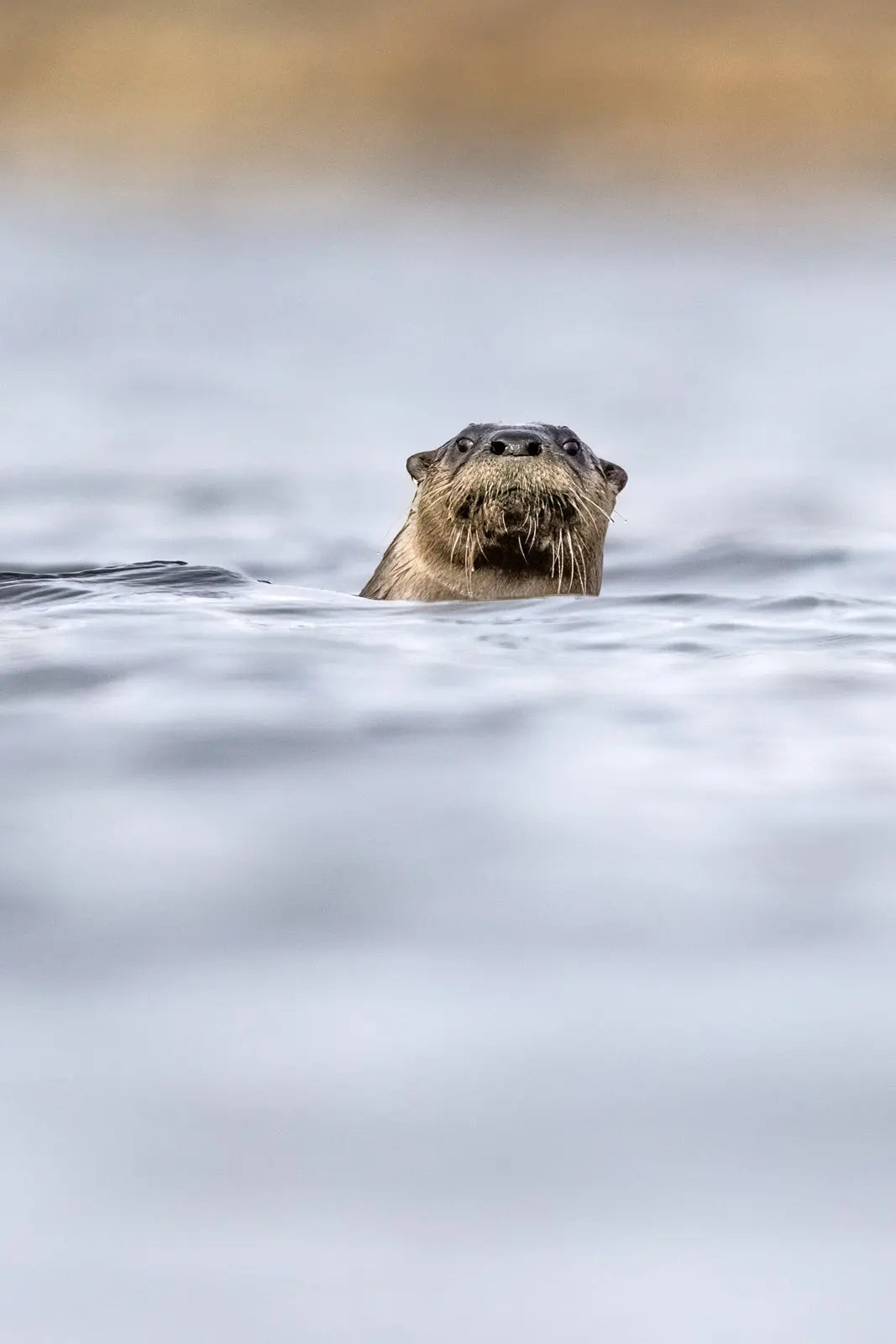River Otter 030 – Jean-Simon Bégin - Photographe Animalier et Artiste ...