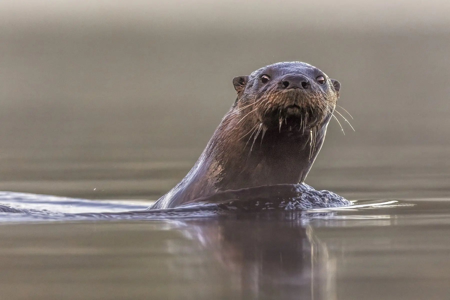 River Otter 030 – Jean-Simon Bégin - Photographe Animalier et Artiste ...
