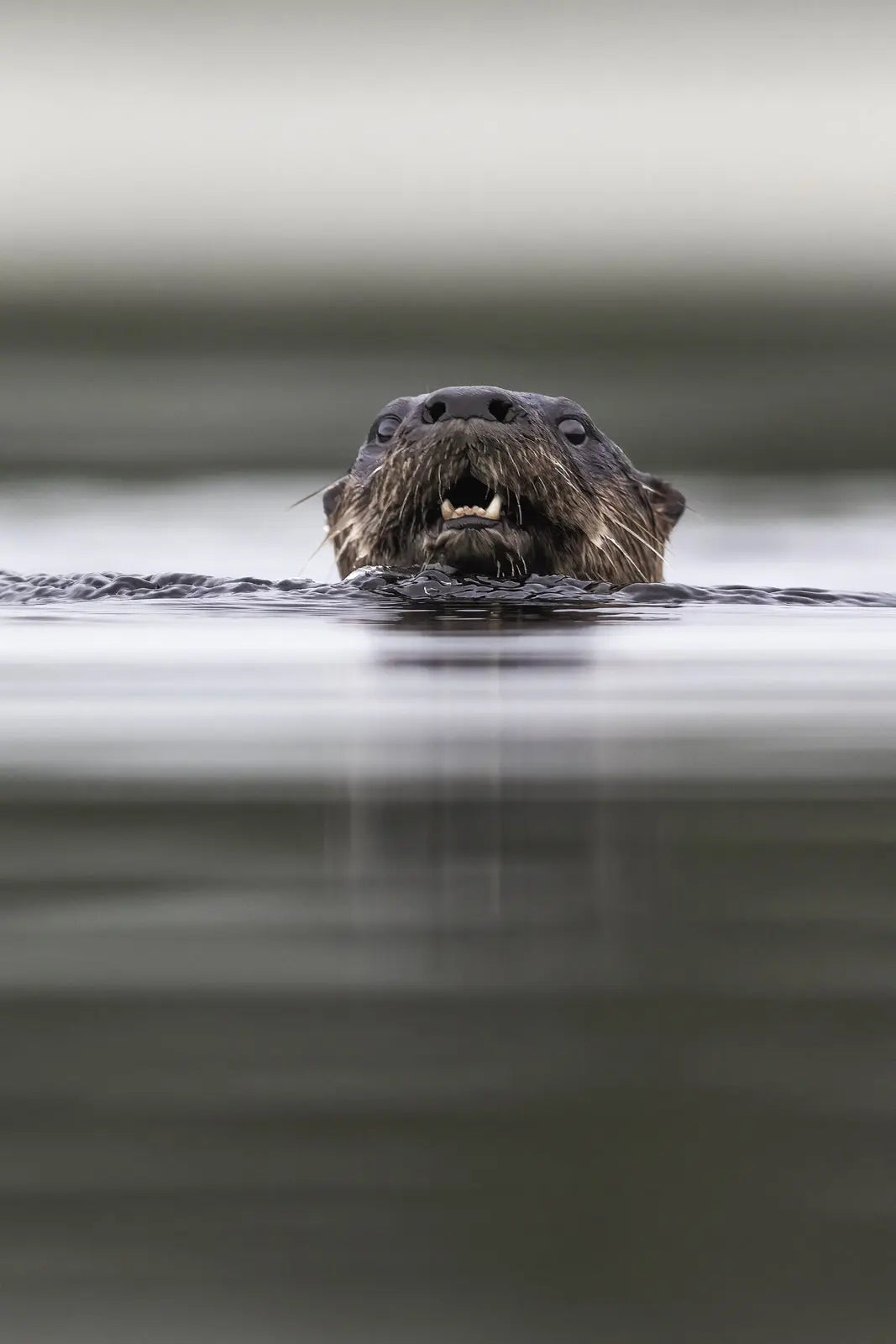River Otter 030 – Jean-Simon Bégin - Photographe Animalier et Artiste ...