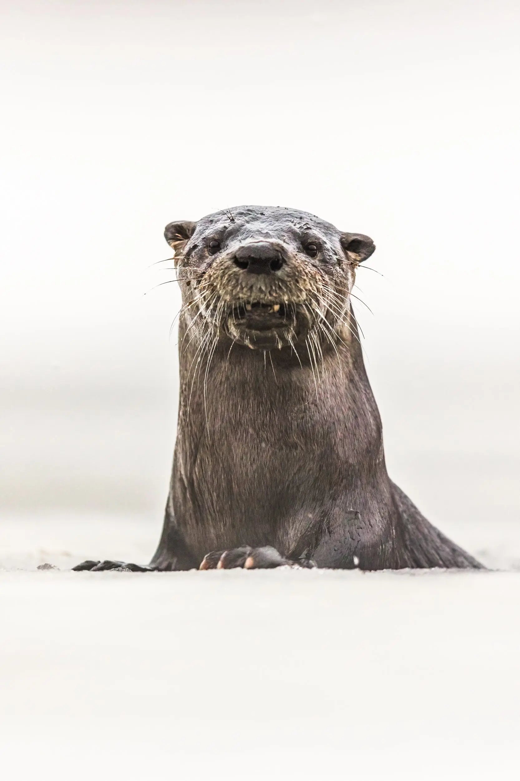 River Otter 047 – Jean-Simon Bégin - Photographe Animalier et Artiste ...
