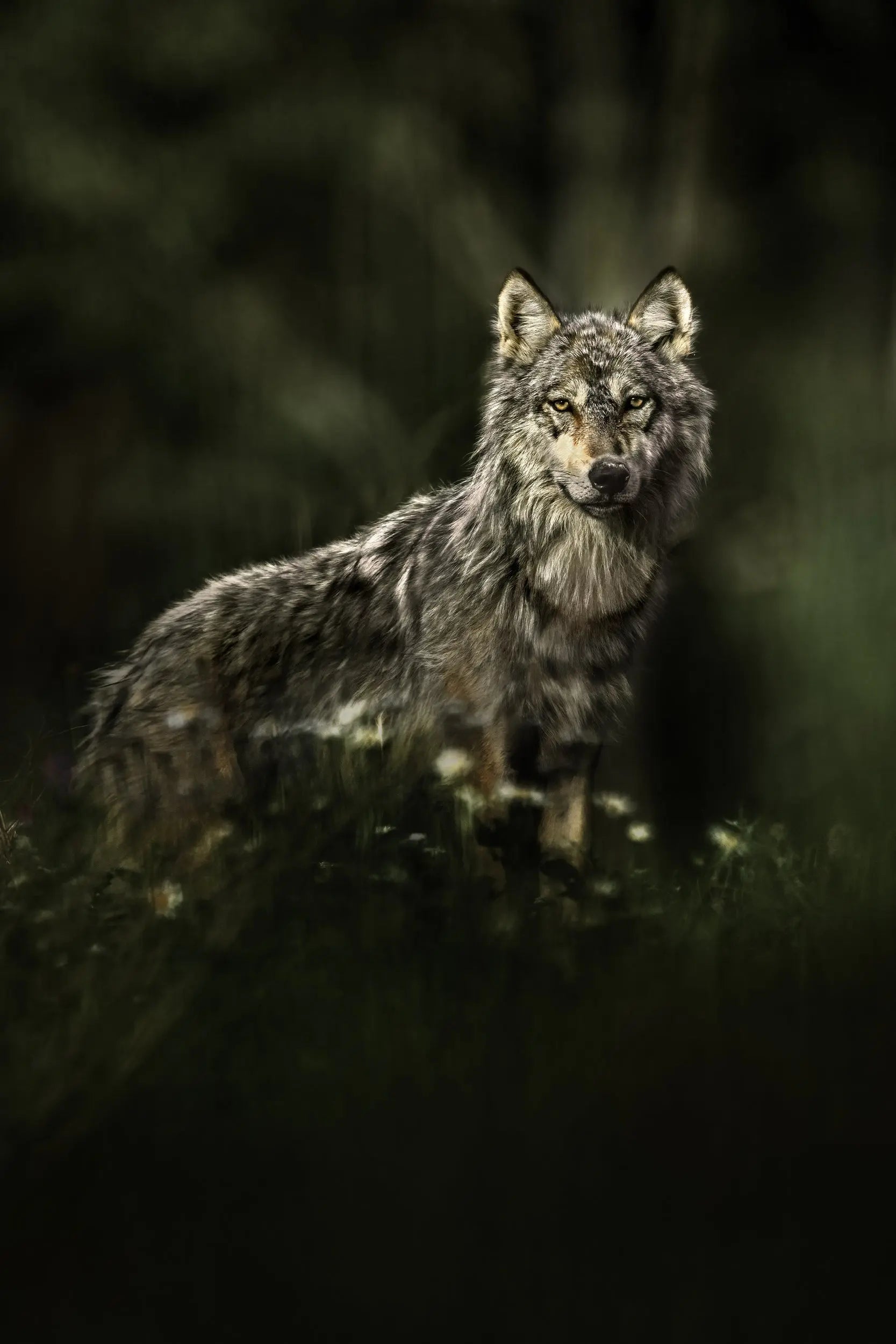 Loup gris - Été 002 – Jean-Simon Bégin - Photographe Animalier et ...