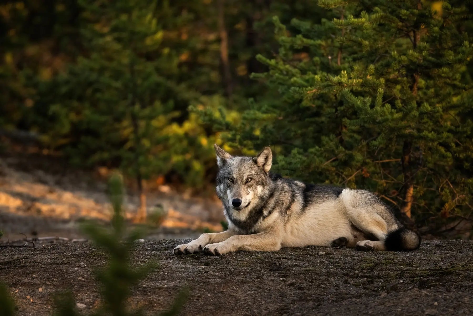 Loup gris - Été 073 – Jean-Simon Bégin - Photographe Animalier et ...