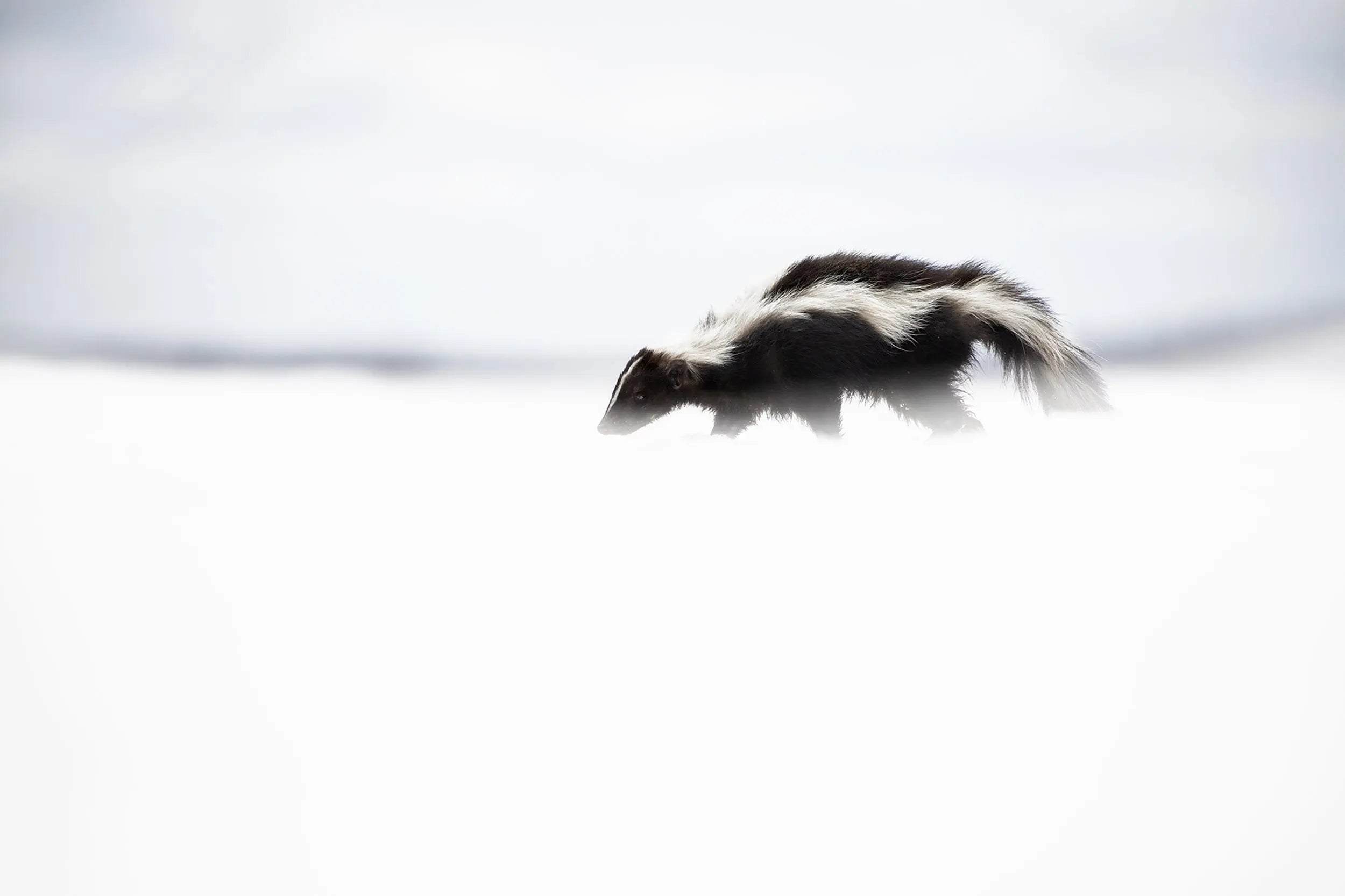 Moufette rayée 002 – Jean-Simon Bégin - Photographe Animalier et ...