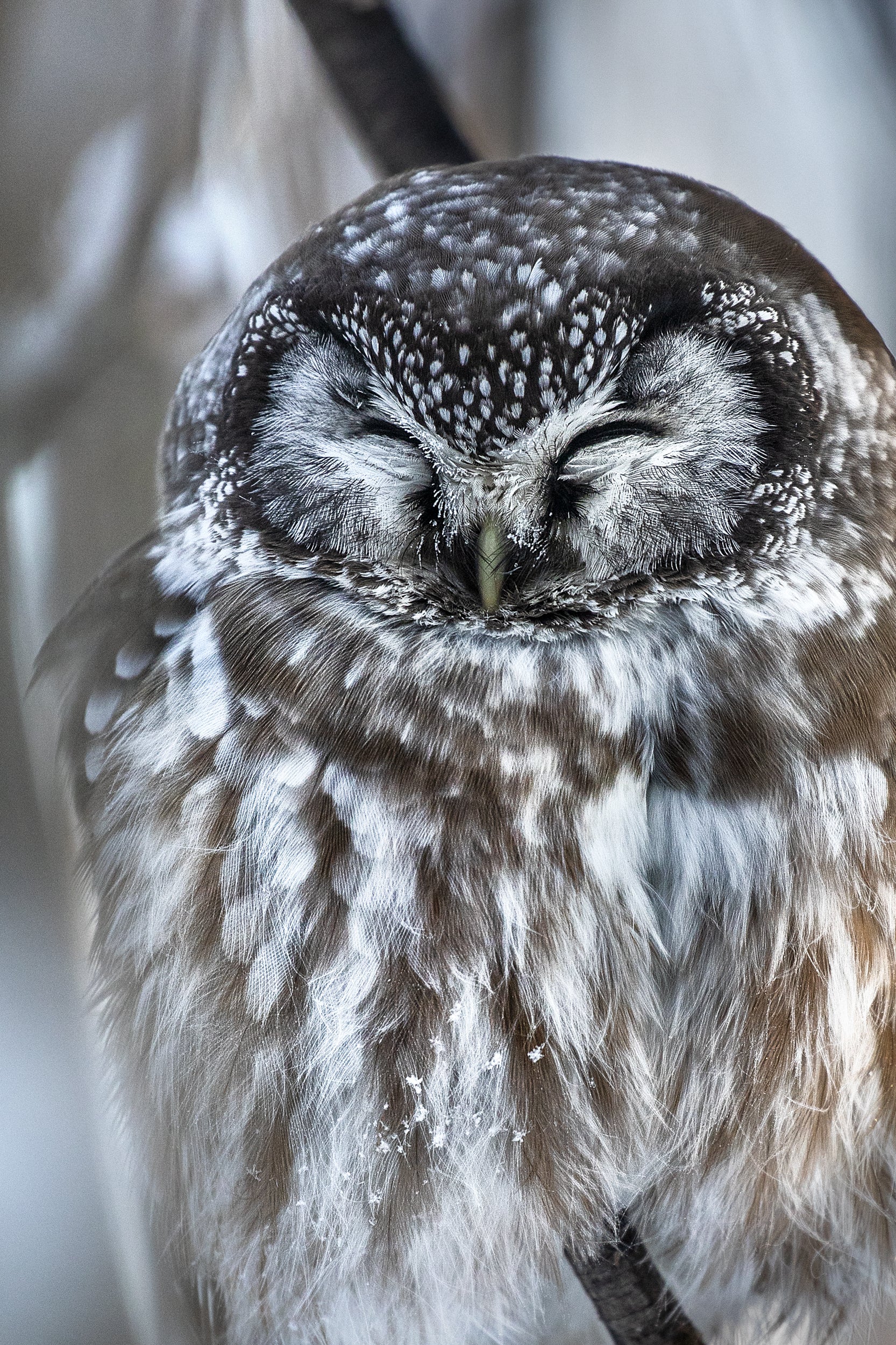 Nyctale de Tengmalm 004 – Jean-Simon Bégin - Photographe Animalier et ...