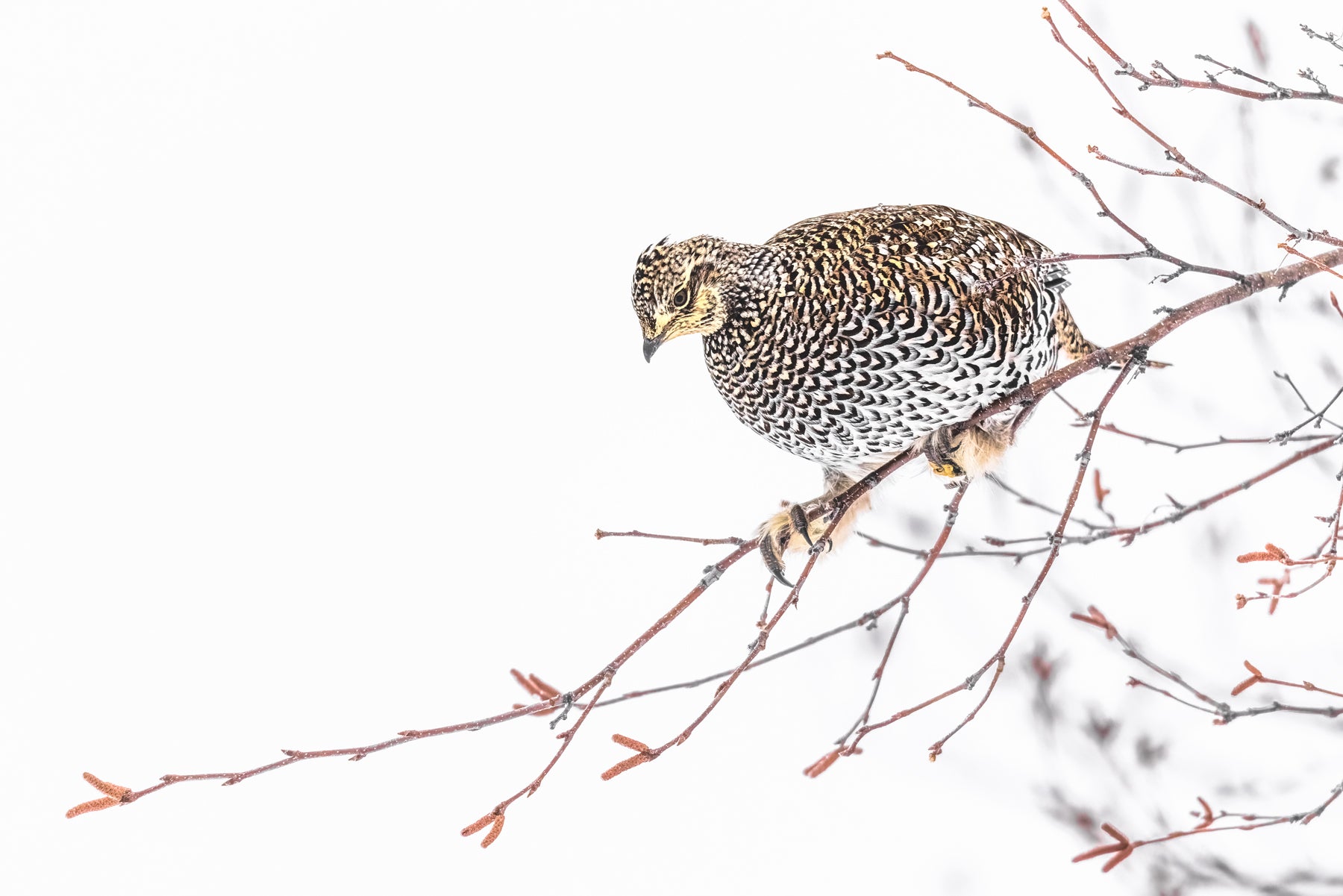 Tétras à queue fine 018 – Jean-Simon Bégin - Photographe Animalier et ...