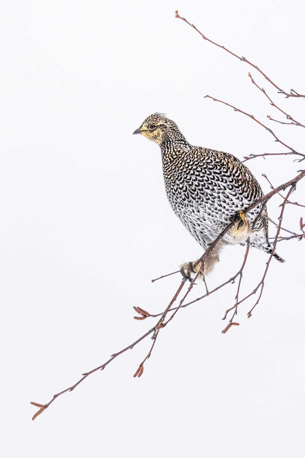 Tétras à queue fine 019 – Jean-Simon Bégin - Photographe Animalier et ...