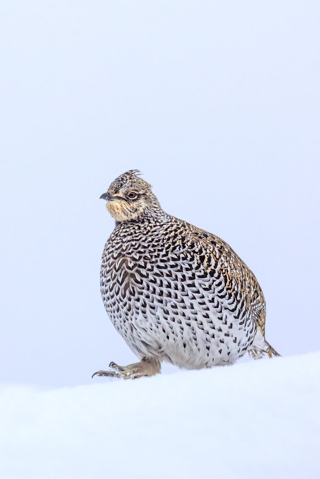 Tétras à queue fine 020 – Jean-Simon Bégin - Photographe Animalier et ...