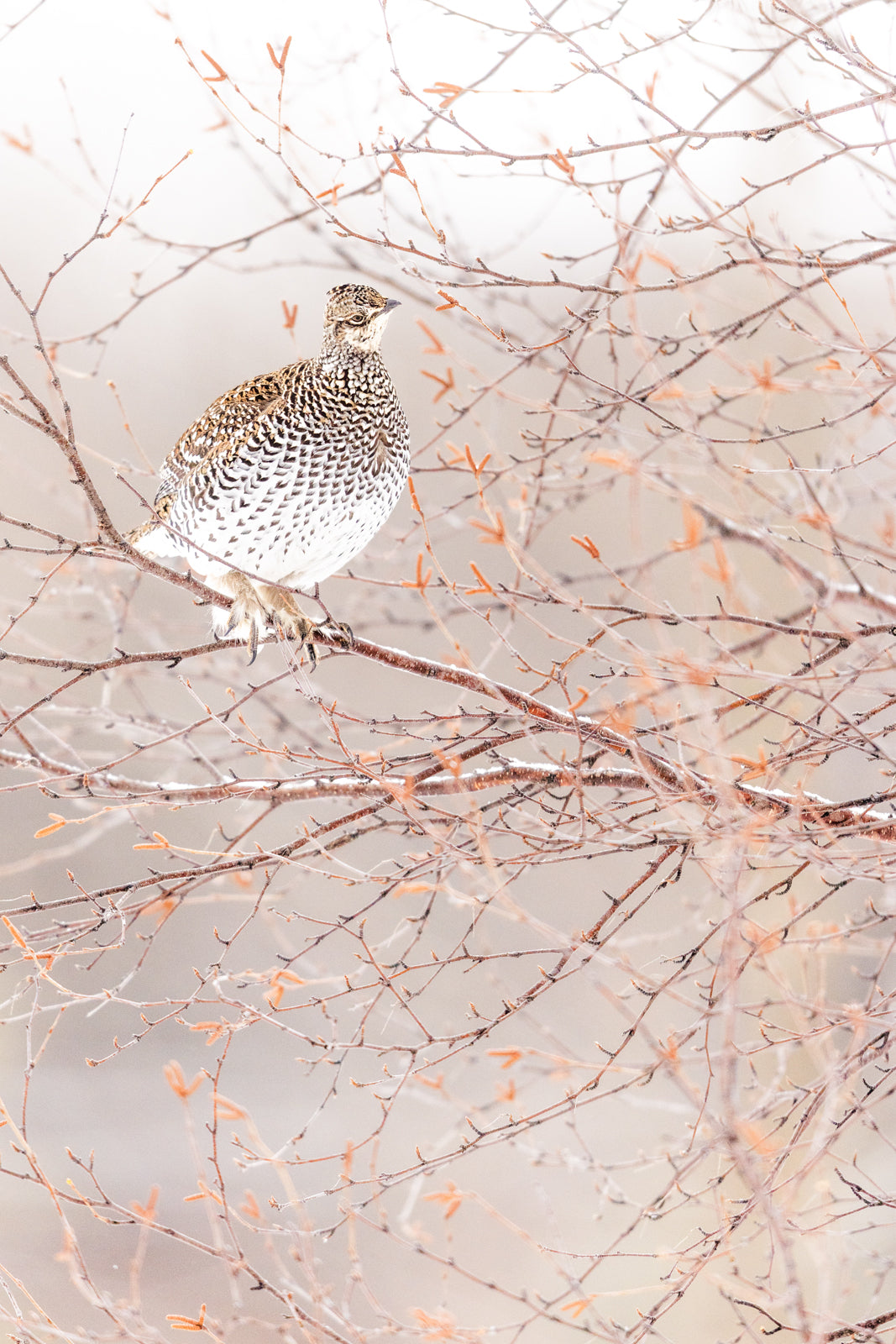 Tétras à queue fine 023 – Jean-Simon Bégin - Photographe Animalier et ...