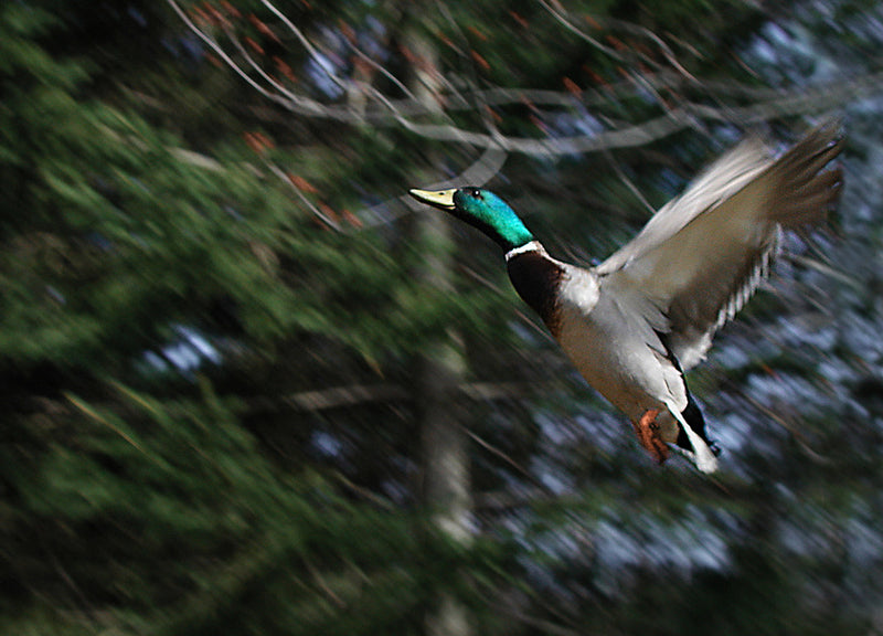 Bio – Jean-Simon Bégin - Photographe Animalier et Artiste Peintre