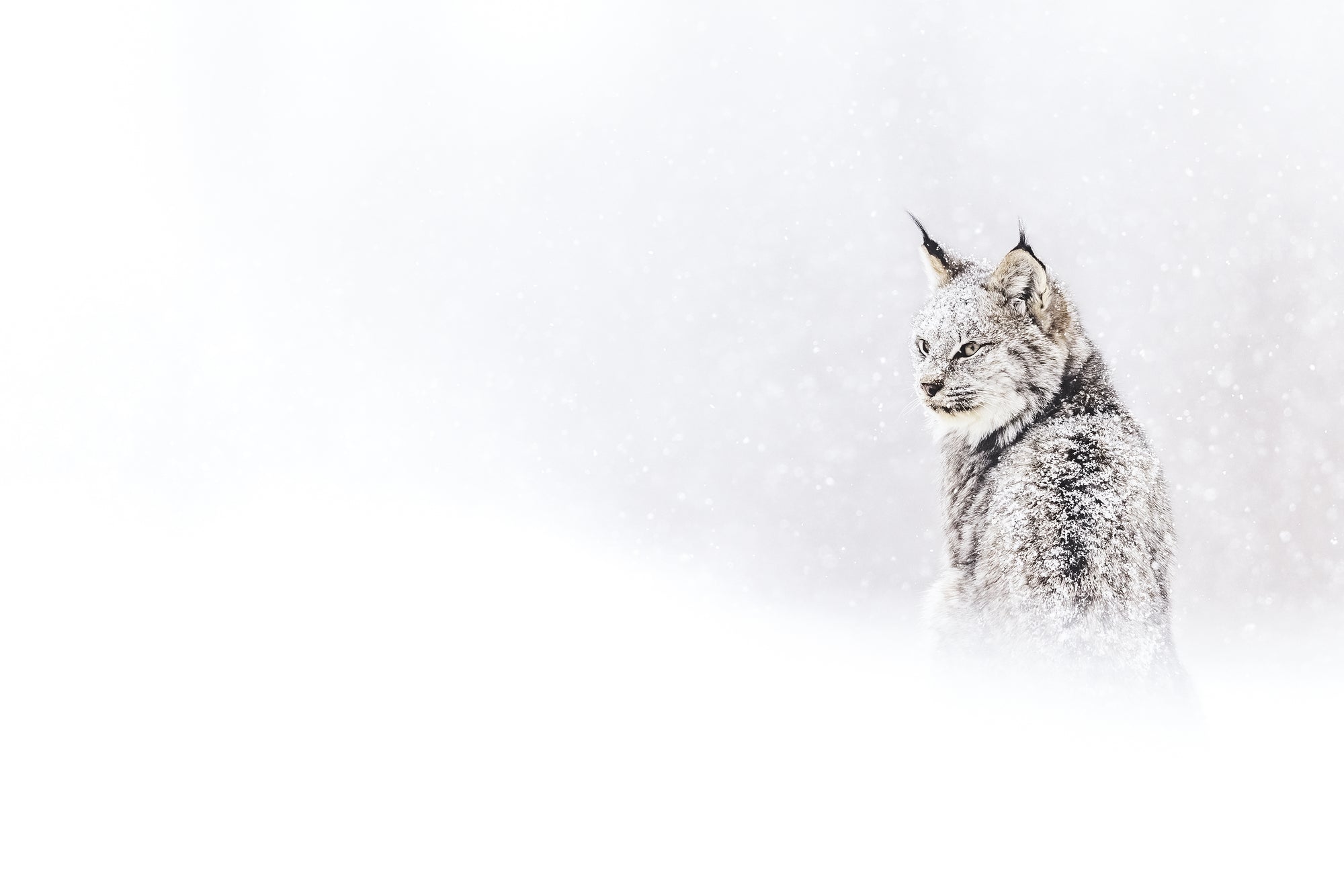 Jean-Simon Bégin – Jean-Simon Bégin - Photographe Animalier et Artiste ...