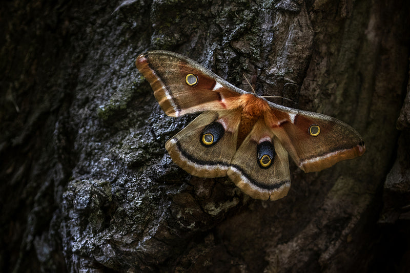 Bio – Jean-Simon Bégin - Photographe Animalier et Artiste Peintre